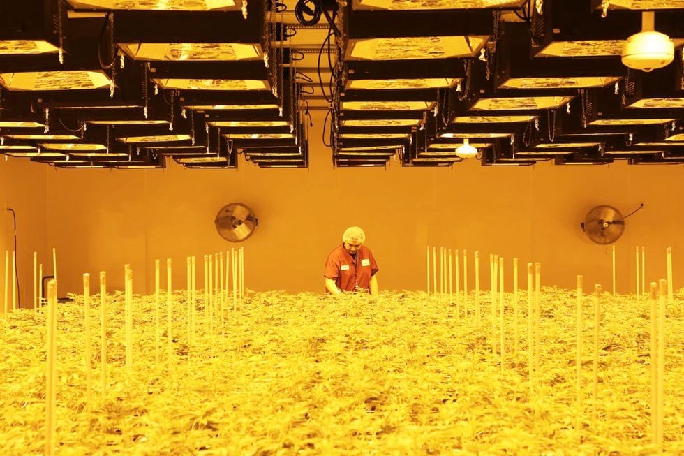 Canada's weed business just got gigantic - NOW Magazine