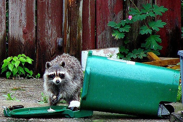 How well do you know Toronto's recycling and compost rules? - NOW Magazine