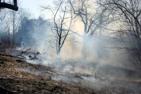 High Park's controlled burn - NOW Magazine