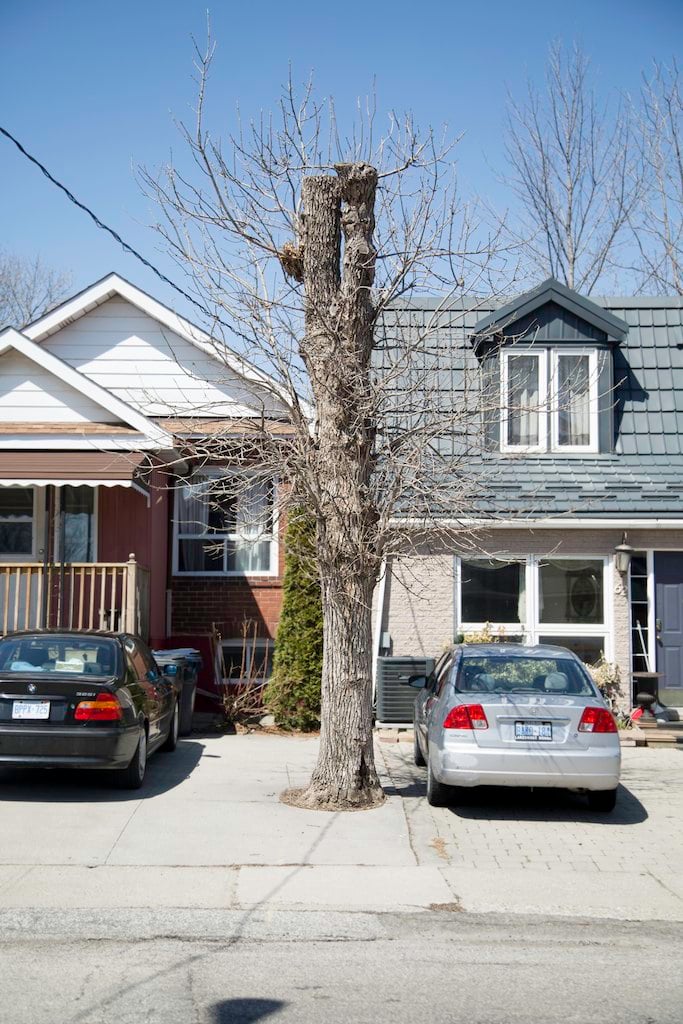 Great Toronto tree hunt - NOW Magazine