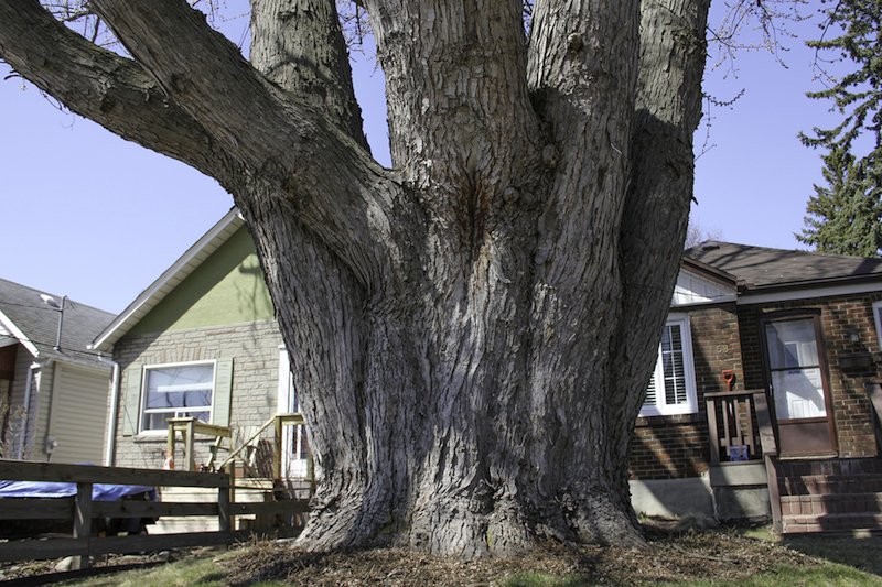 Great Toronto tree hunt - NOW Magazine
