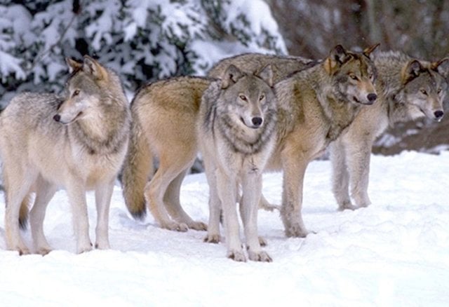 Ontario backtracks on wolf plan - NOW Magazine