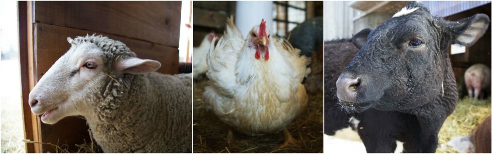 Toronto Pig Save inspires global animal-rights activism - NOW Magazine