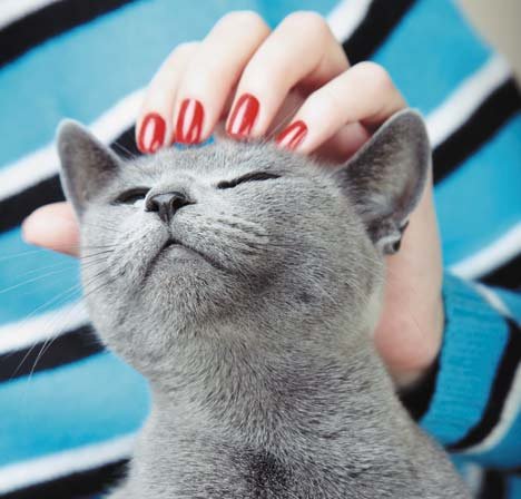 Creature Comforts - NOW Magazine