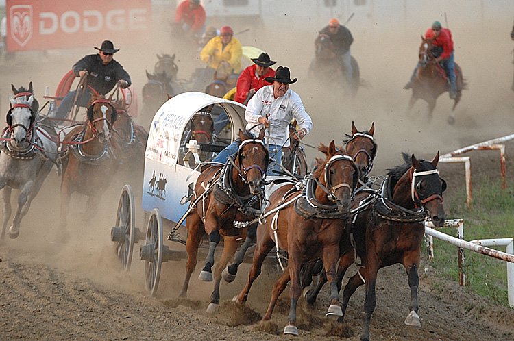 End the Calgary Stampede's chuckwagon races - NOW Magazine
