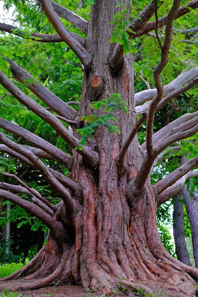 Great Toronto tree hunt - NOW Magazine