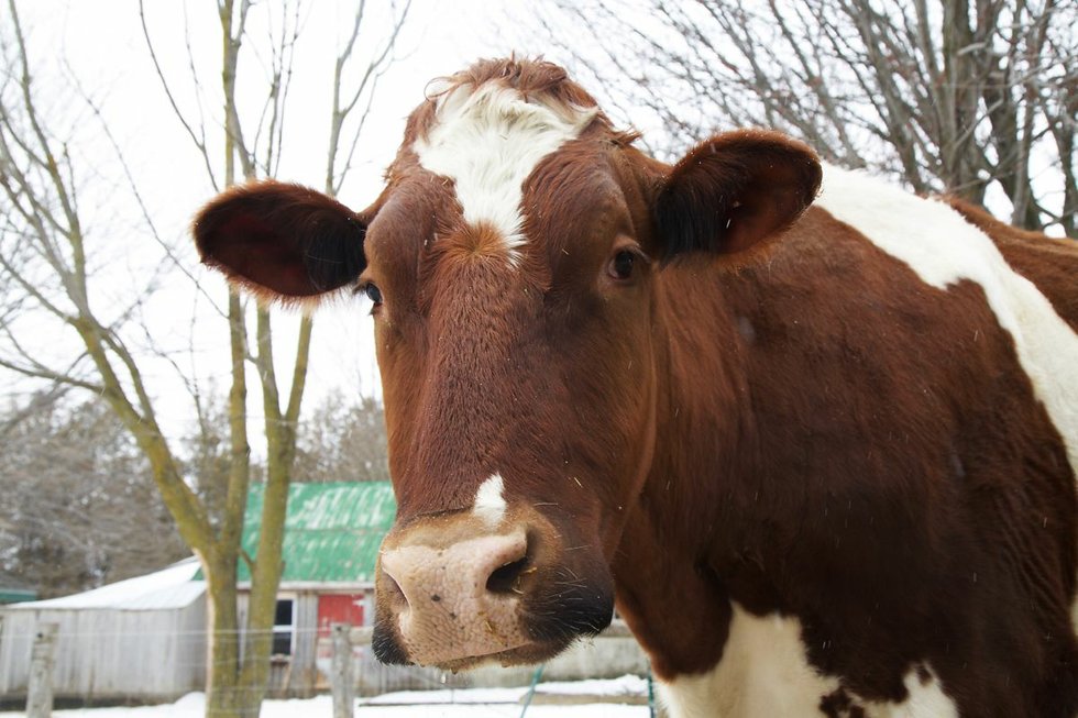 Toronto Pig Save inspires global animal-rights activism - NOW Magazine