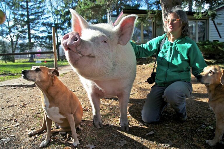 Toronto Pig Save inspires global animal-rights activism - NOW Magazine