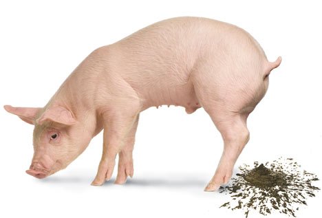 Hogwash - NOW Magazine