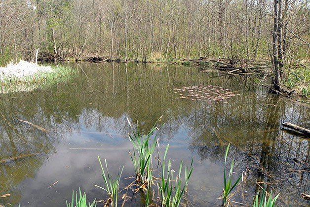 Ravine secrets - NOW Magazine