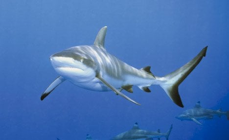 Beyond shark fin soup, where else are shark products hiding? - NOW Magazine