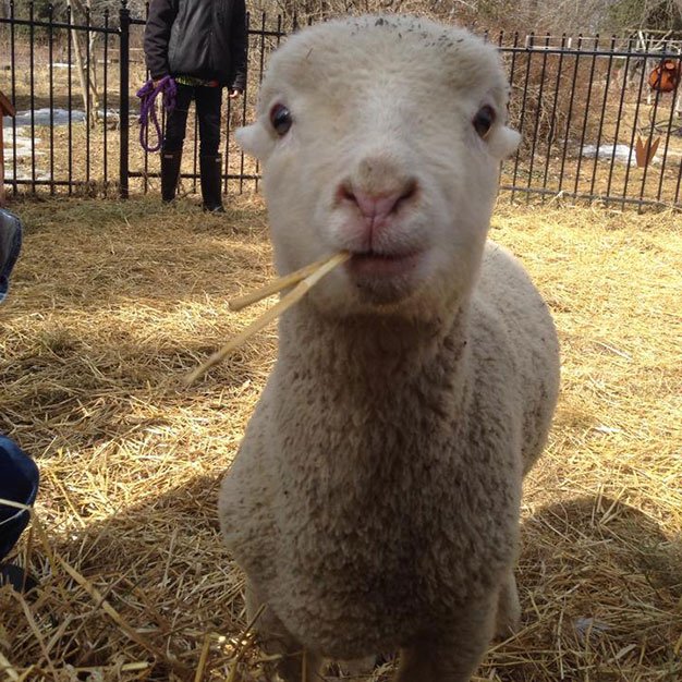 This sacrificial lamb went from slaughterhouse to sanctuary - NOW Magazine