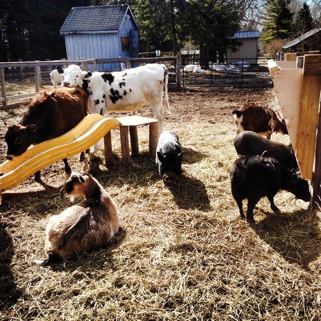 This sacrificial lamb went from slaughterhouse to sanctuary - NOW Magazine