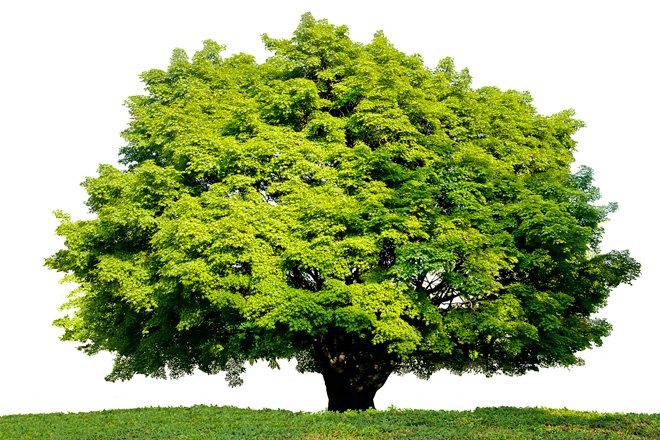 An SOS for Toronto's urban canopy - NOW Magazine