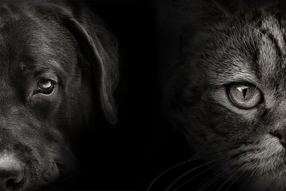 The scary state of animal cruelty in Ontario - NOW Magazine