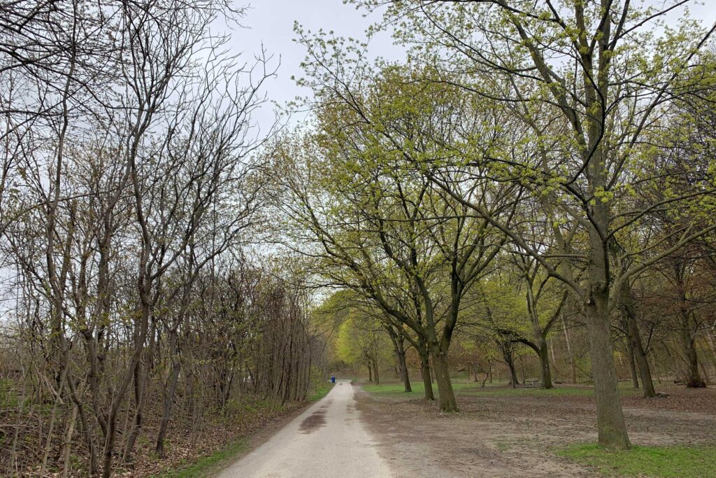 Pandemic walk: Rosedale Ravine Trail - NOW Toronto
