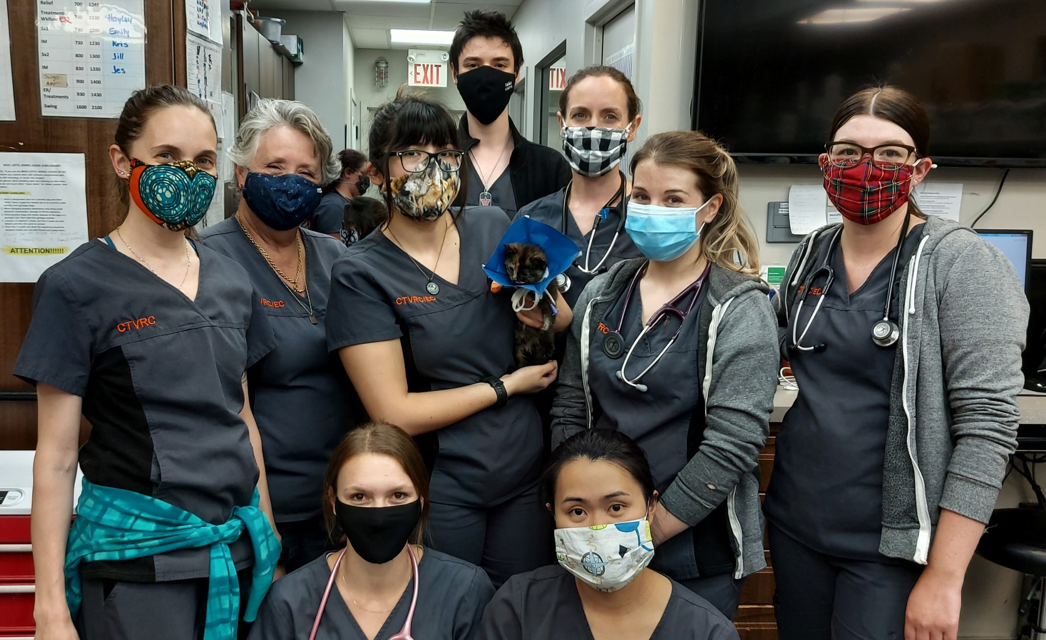 Cat born without an anus took her first poop following surgery