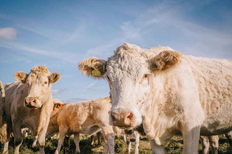 Op-Ed: Factory farming is Canada's sacred cow on climate change - NOW ...