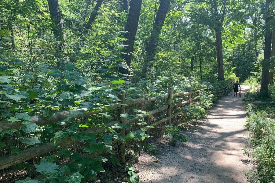 David Suzuki: Take a hike – it might help you heal - NOW Toronto