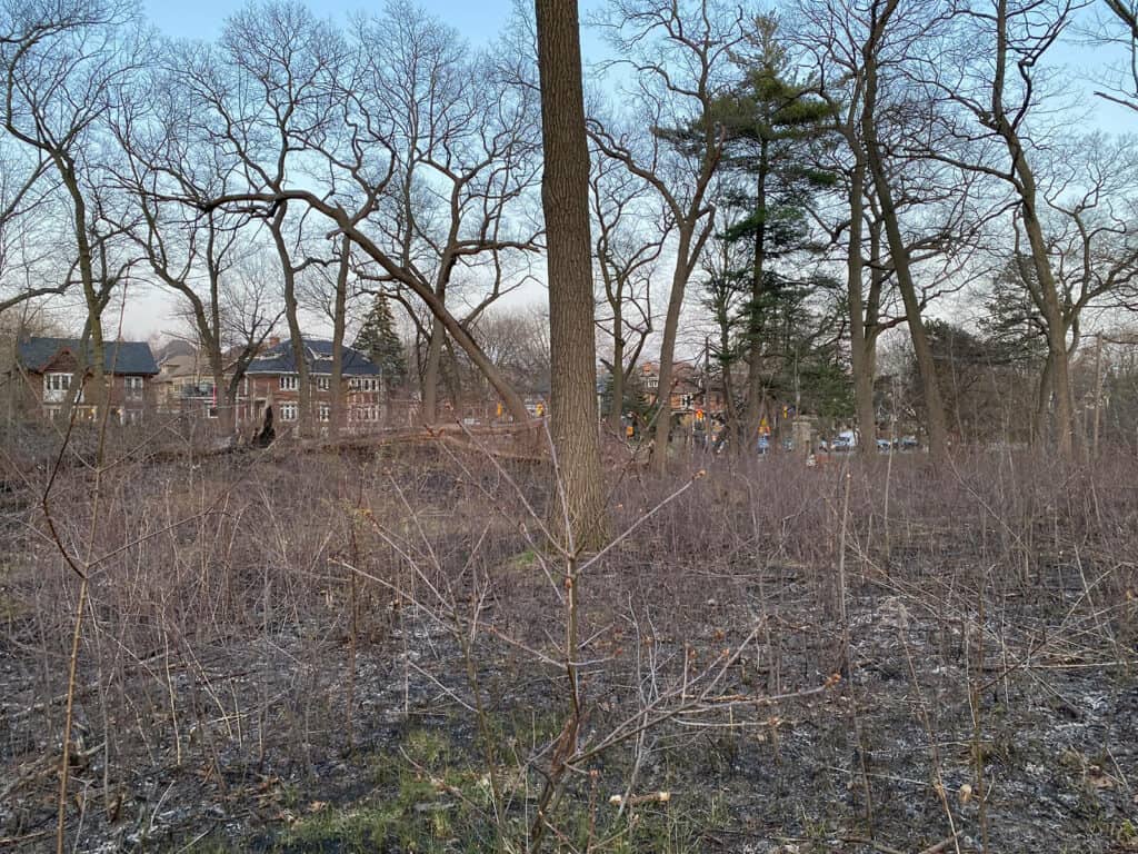 Toronto conducting controlled burn at High Park today - NOW Toronto