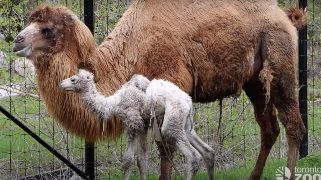 “It’s a girl!”: Toronto Zoo welcomes new baby Bactrian camel - NOW Toronto