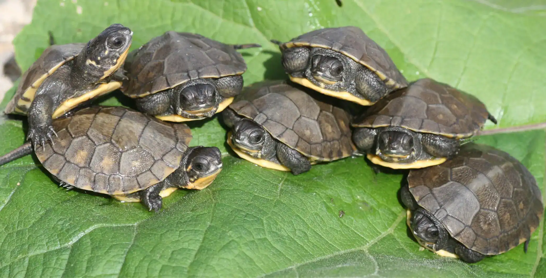 Toronto Zoo releases dozens of endangered turtles into the wild for a ...