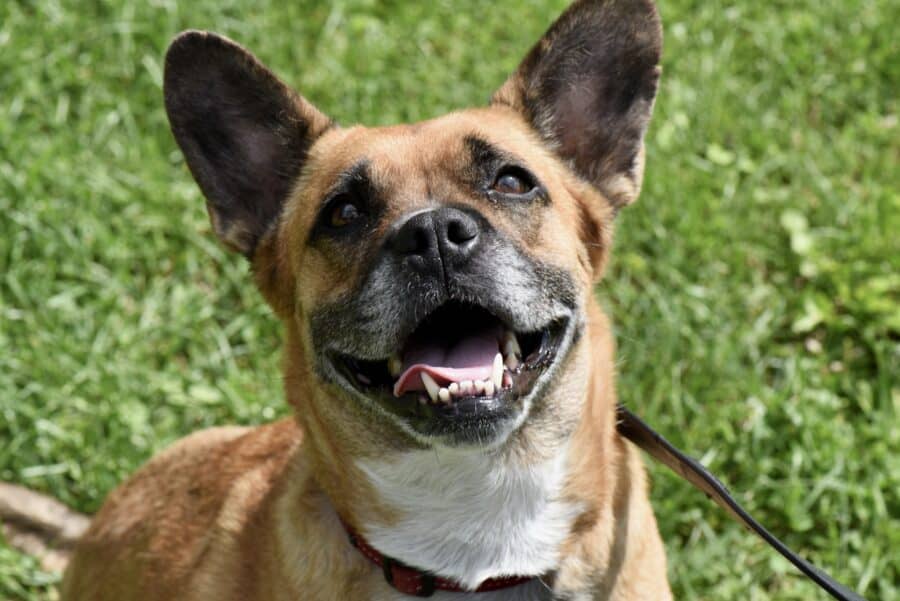 Toronto Humane Society highlights 7 long-stay dogs in need of homes for ...