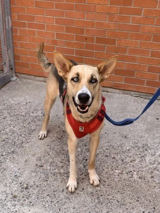 Toronto Humane Society highlights 7 long-stay dogs in need of homes for ...