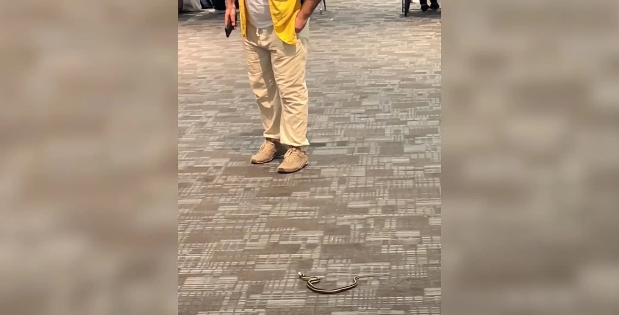 Snake spotted slithering around Toronto’s Pearson airport