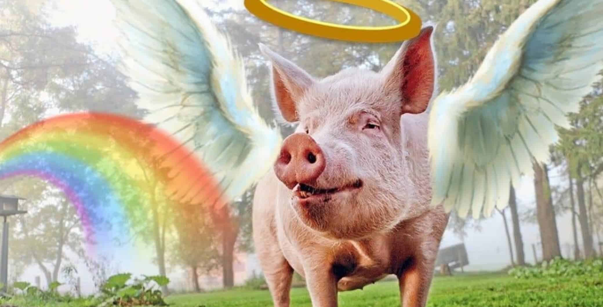 Beloved Ontario pig, Esther The Wonder Pig, dies at 11