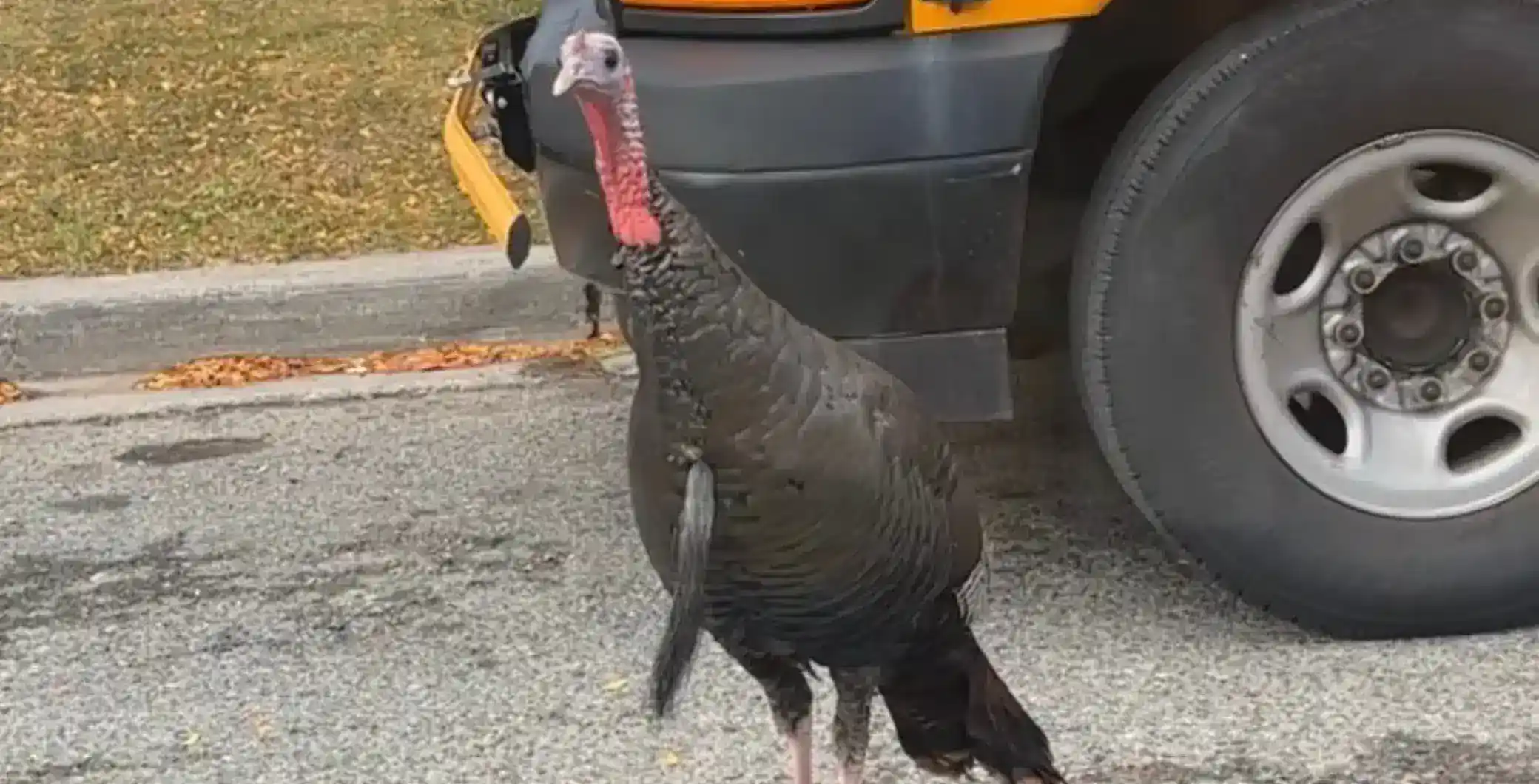 Turkey ruffles some feathers while out for a walk on Toronto street