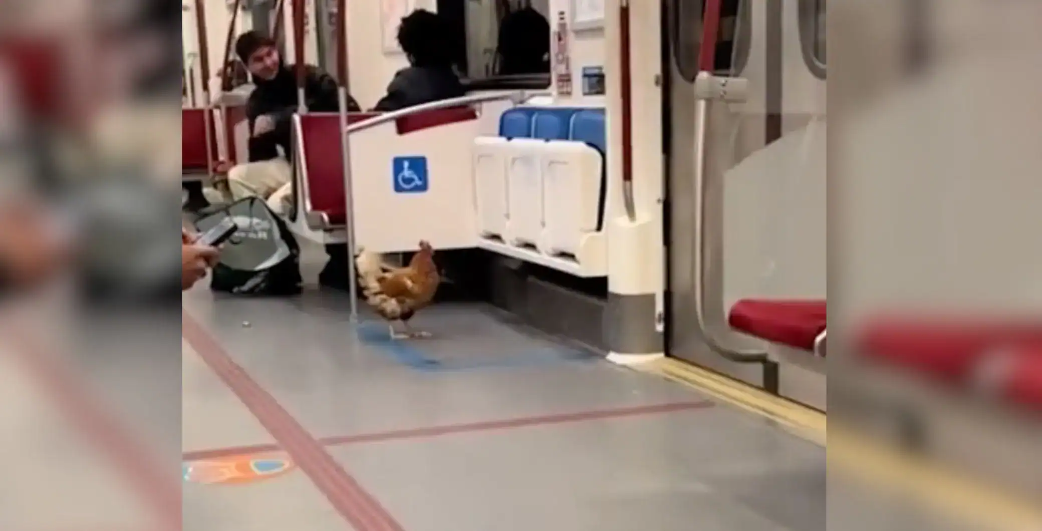 ‘A big a cock-a-doodle-DON’T,’ chicken spotted on Toronto subway