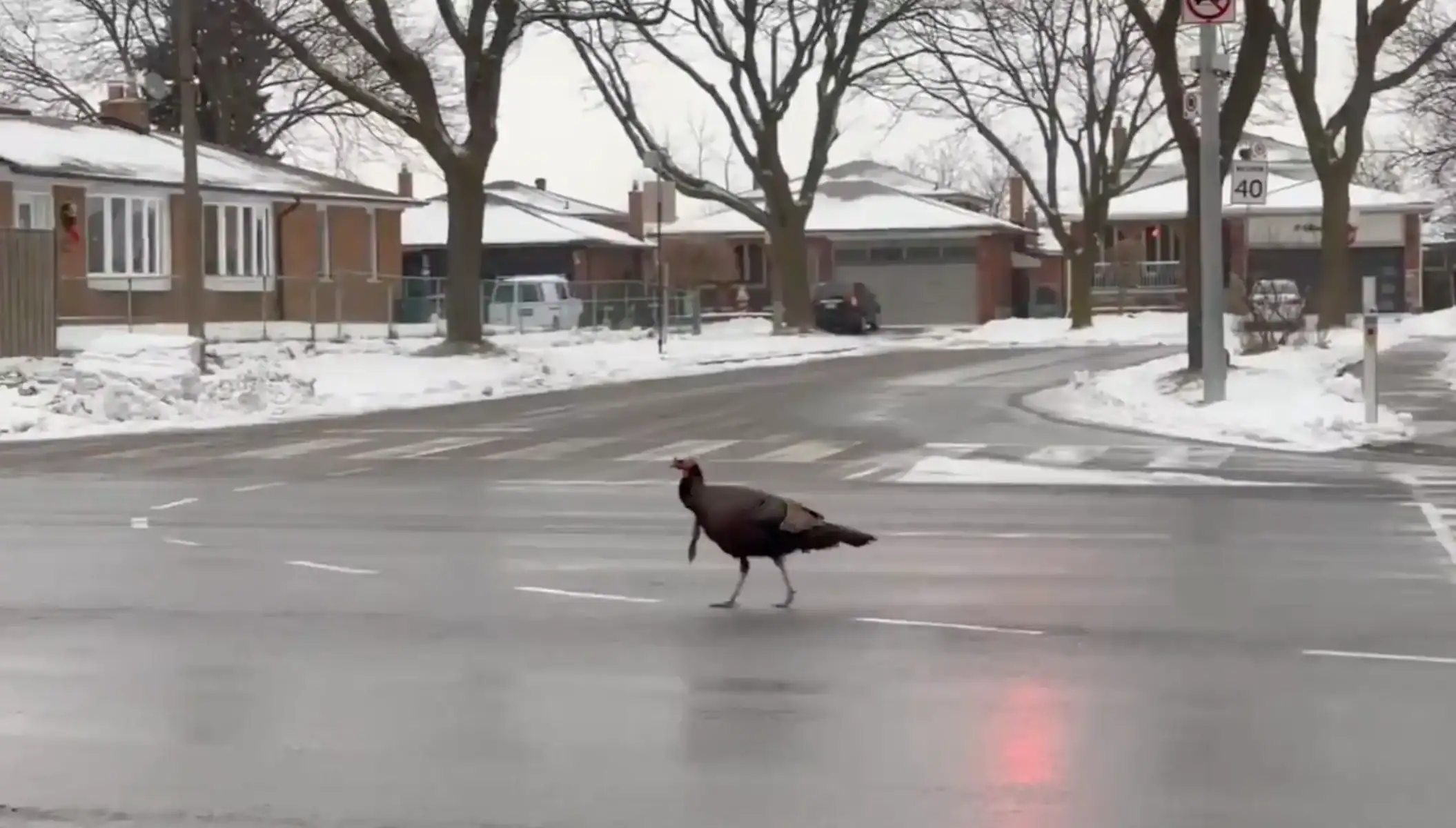 Traffic turns ‘fowl.’ Turkey spotted dodging cars in Scarborough