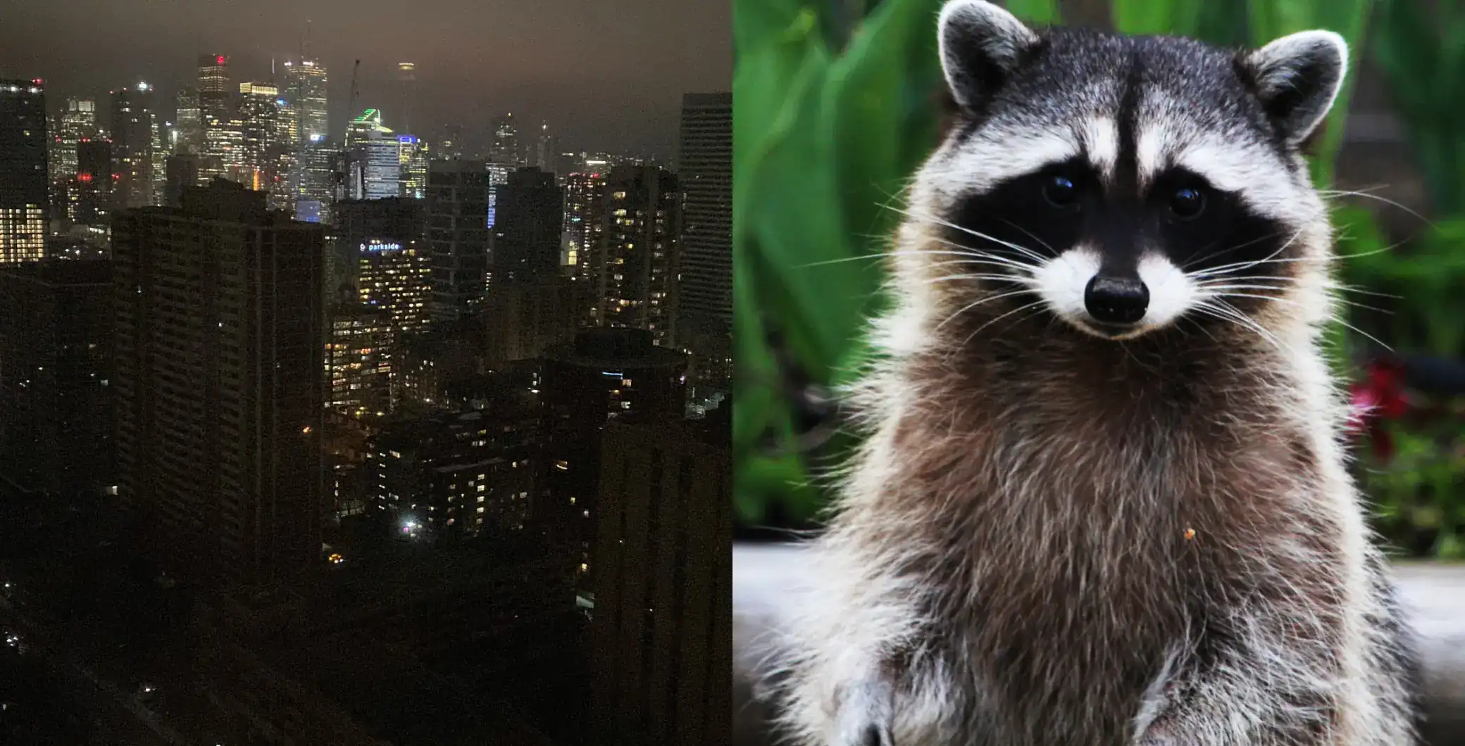 ‘This is so Toronto, I love it’, Raccoon behind city’s power outage ...