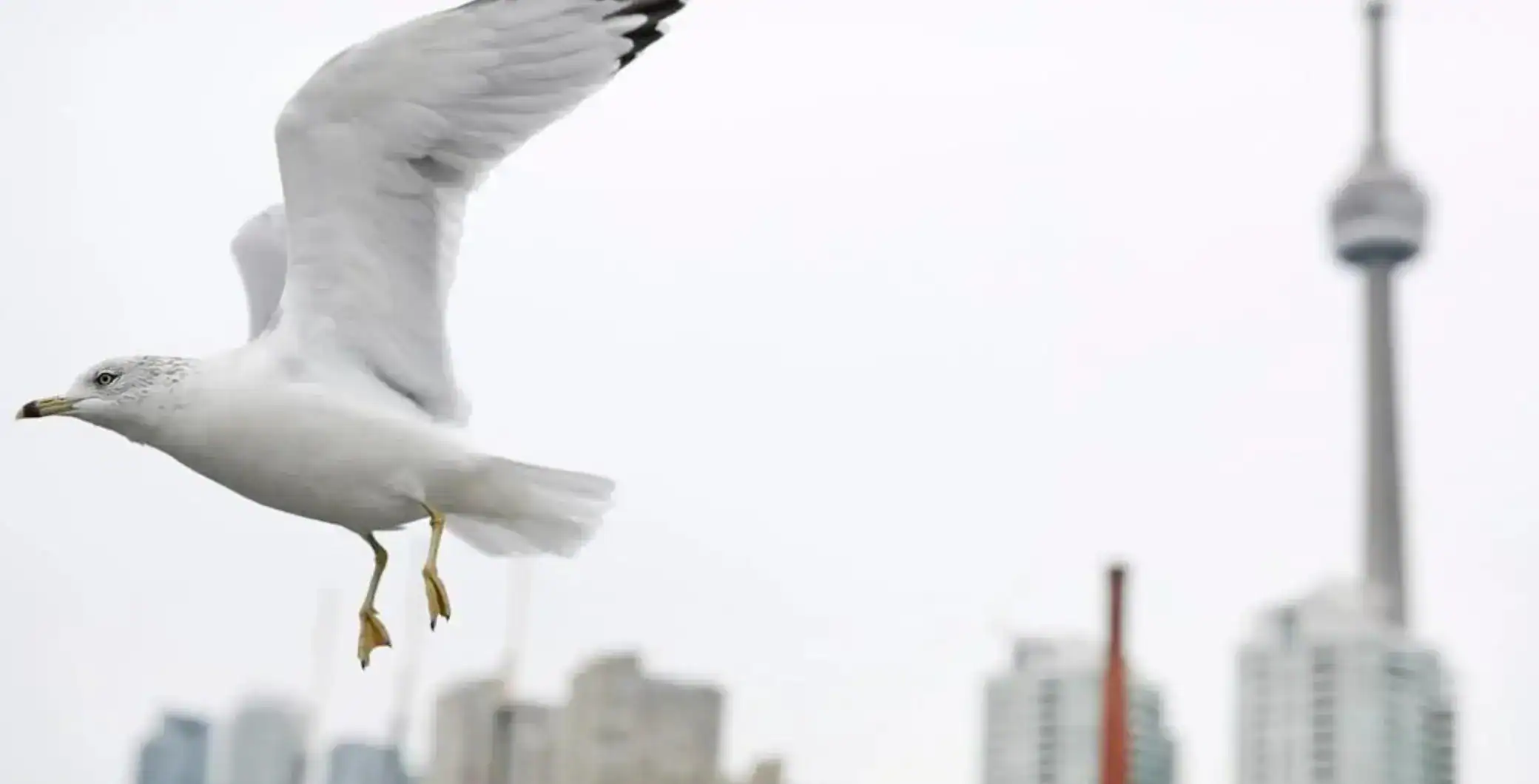 The TTC has a seagull problem at one of its facilities. So, here's how ...