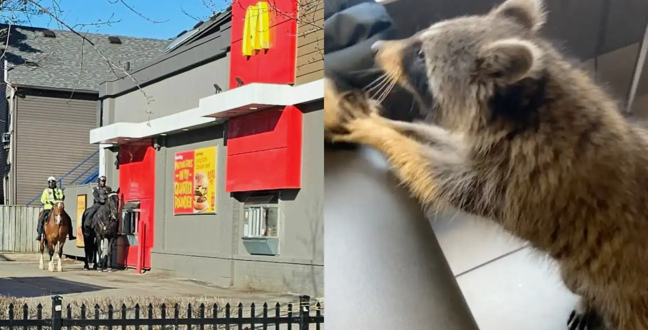 Racoon and horses spotted at two Toronto McDonald’s in 24 hours