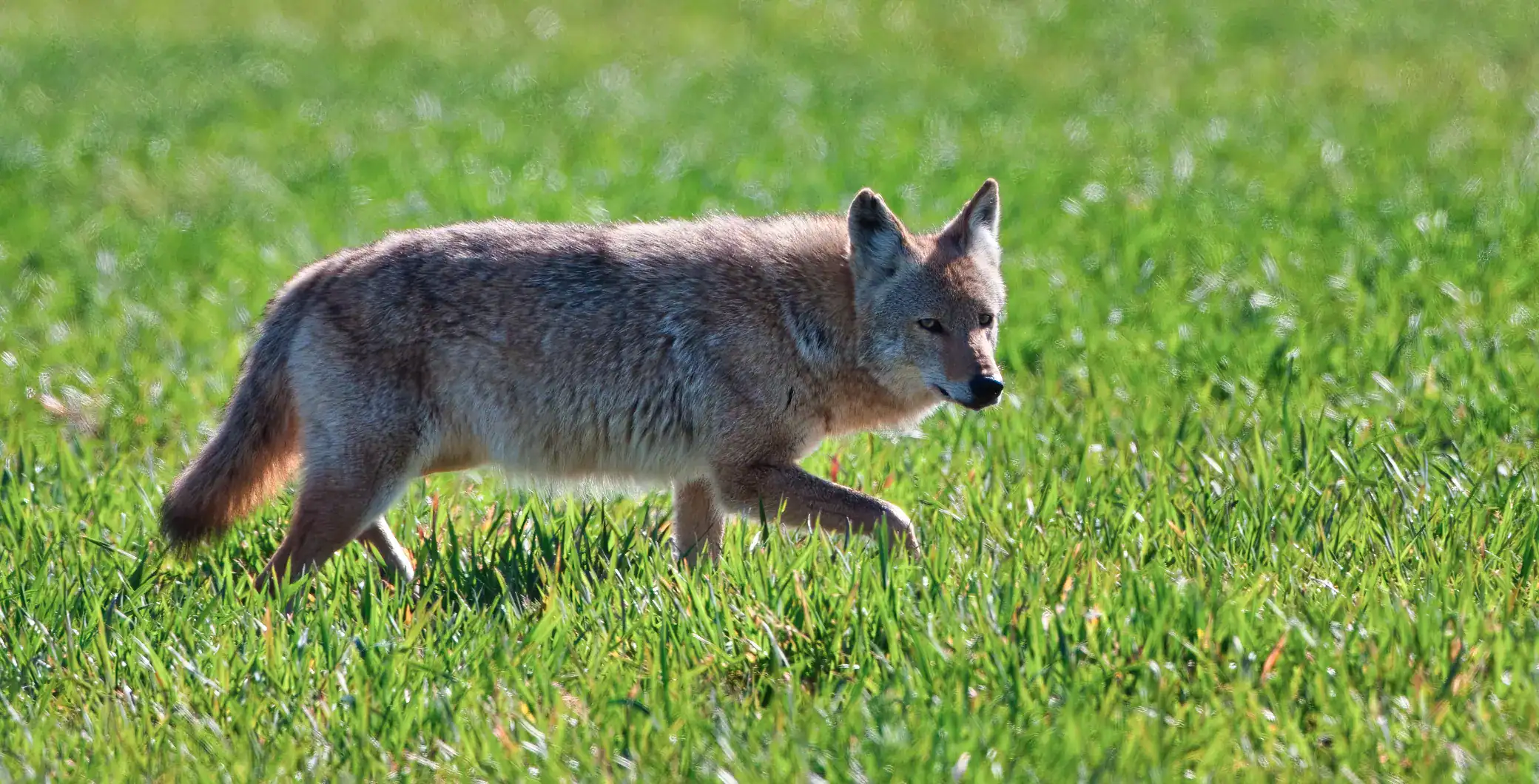 ‘Coyote attacks on people are virtually unheard of,’ Toronto wildlife ...