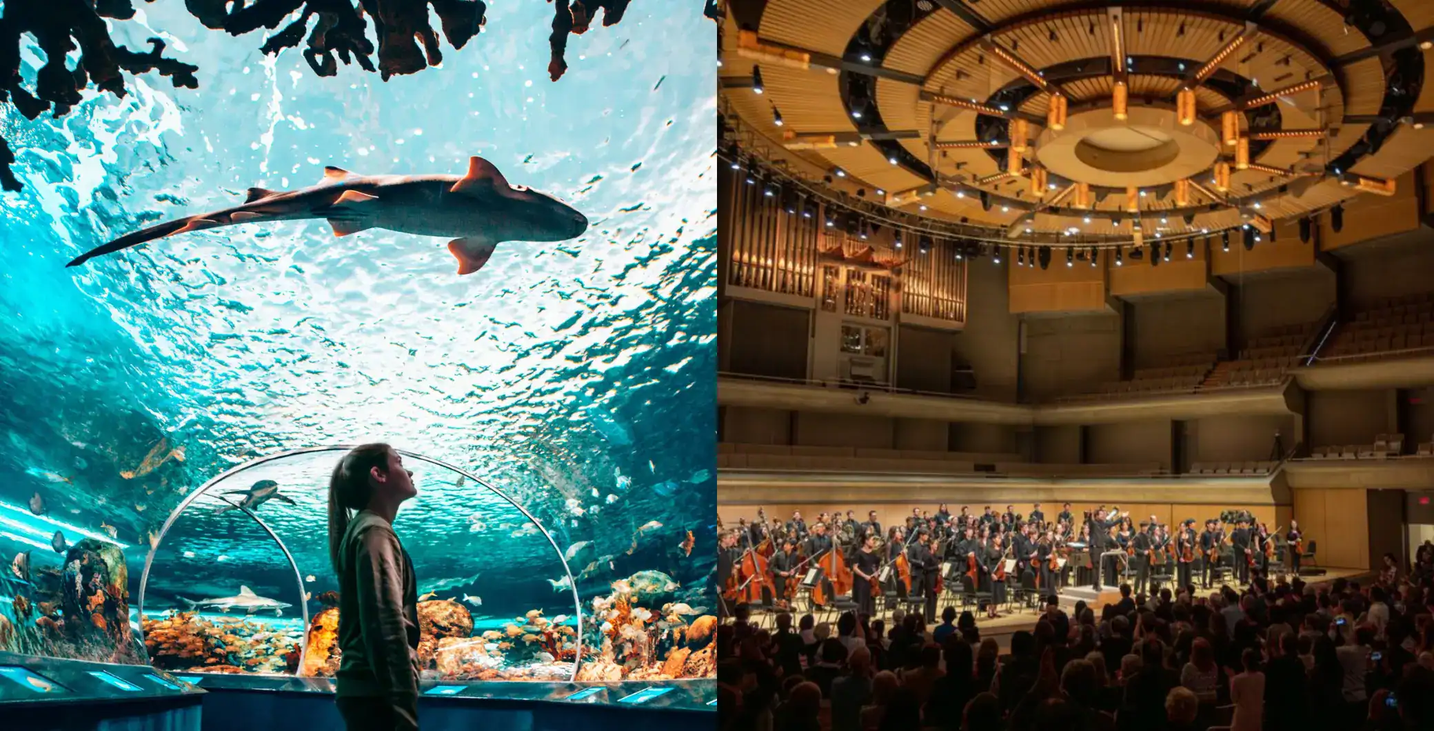 From Ripley’s Aquarium to the Ontario Science Centre, here’s where you ...