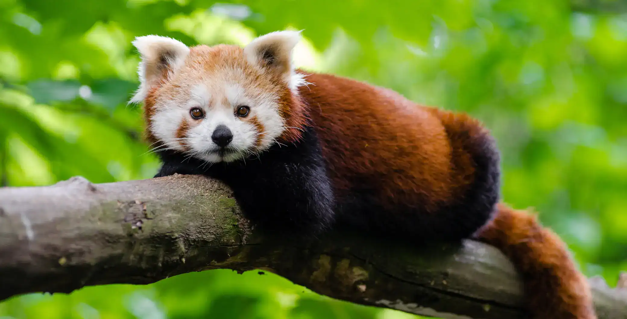Toronto Zoo welcomes two red panda cubs - NOW Toronto