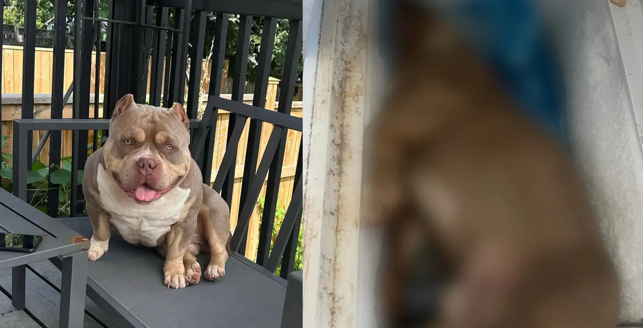 ‘She neglected my dog,’ Hamilton woman demands answers after healthy ...