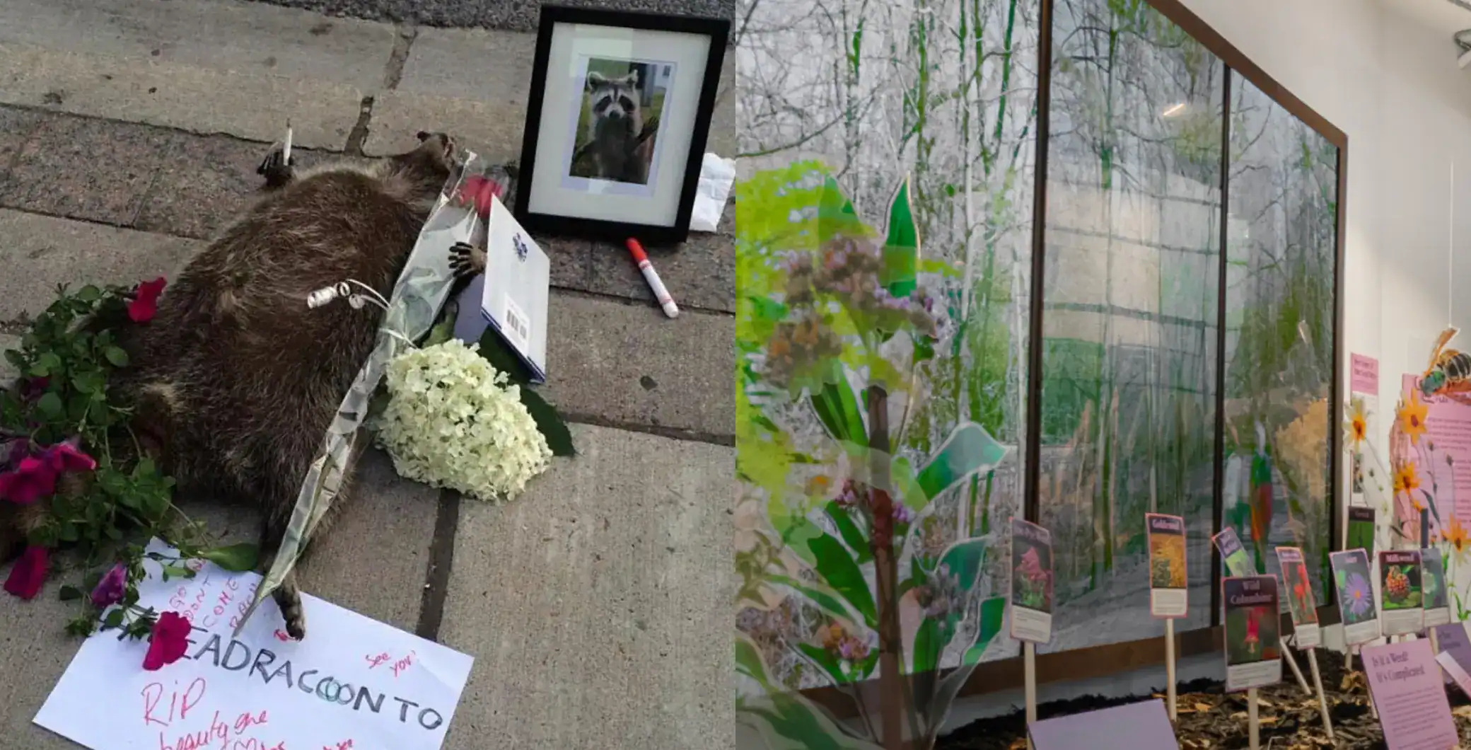 Museum of Toronto resurrects viral raccoon with memorial almost ten ...