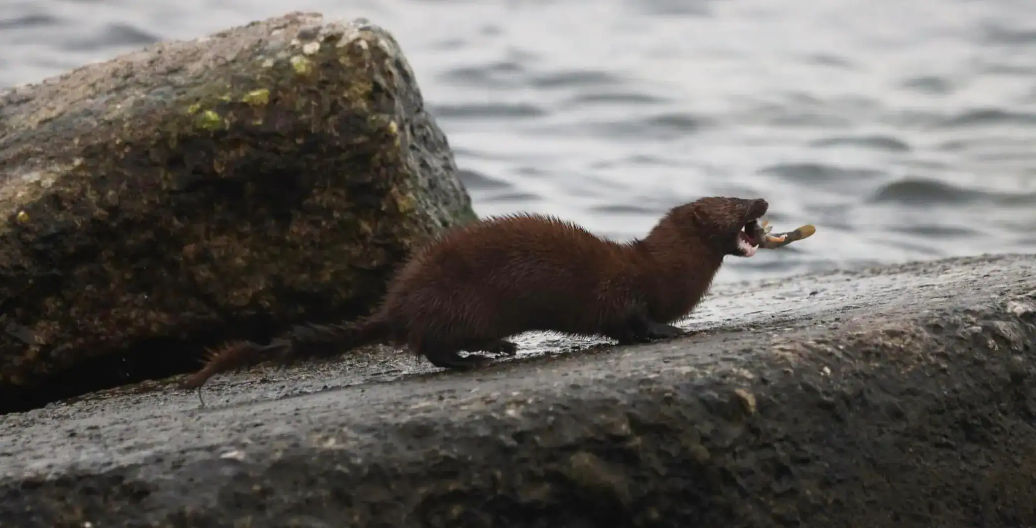 Torontonians are posting their Mink sightings around the city. Experts ...