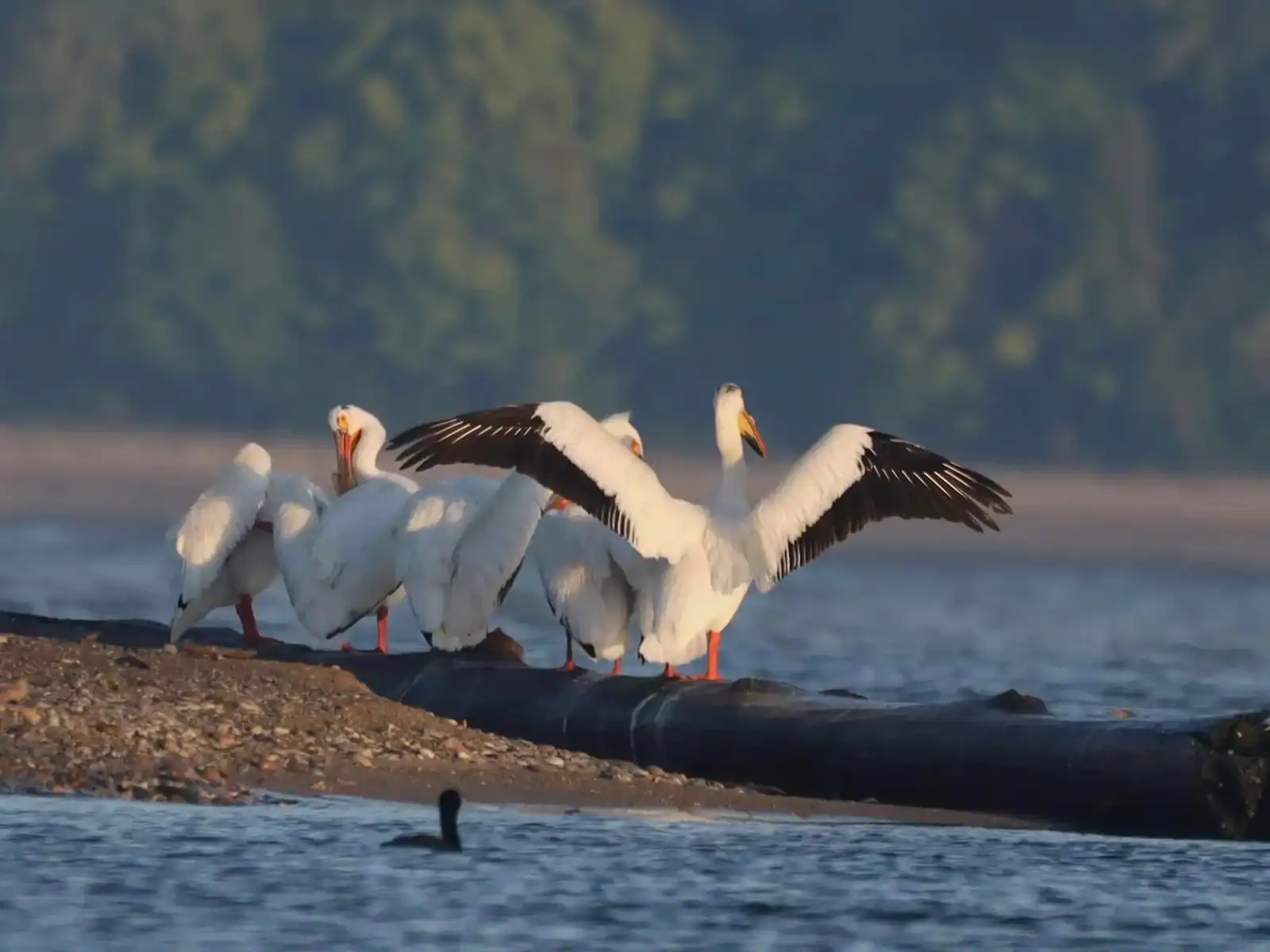 Torontonians could spot rare Pelican sightings around the city this ...