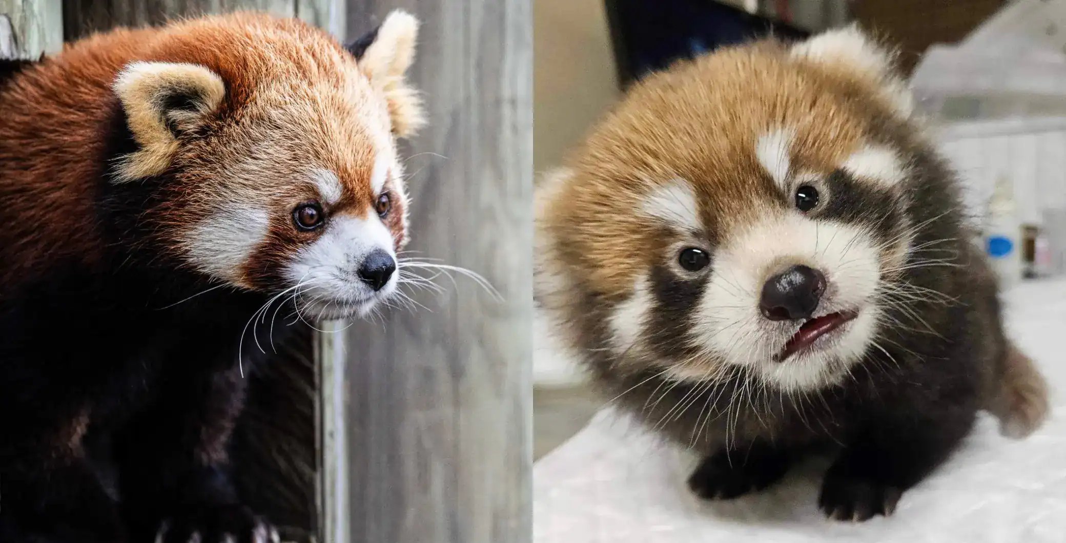 Red panda at Toronto Zoo dies three weeks after the death of one of her ...