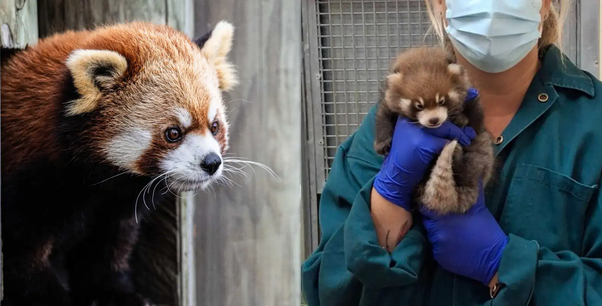 Torontonians are sharing condolences to the Toronto Zoo after losing ...