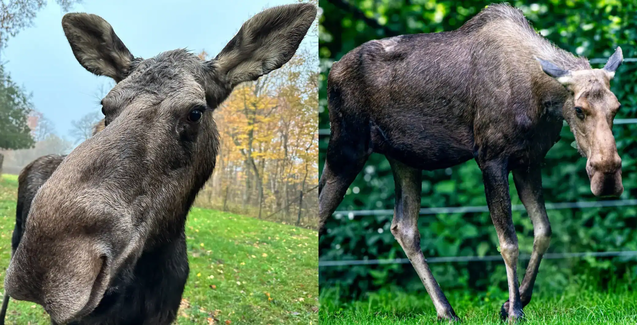 Toronto Zoo mourns loss of Trilly the moose, following deaths of panda ...