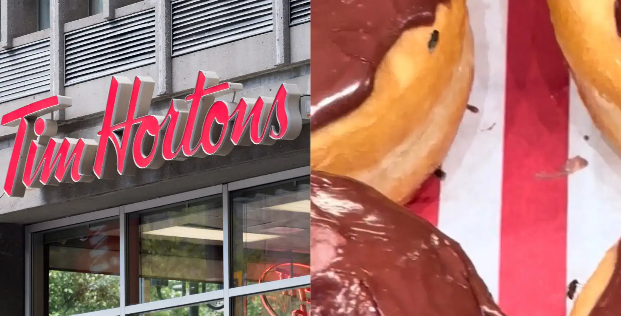 Viral video shows fruit flies on Tim Hortons donuts. Toronto food ...