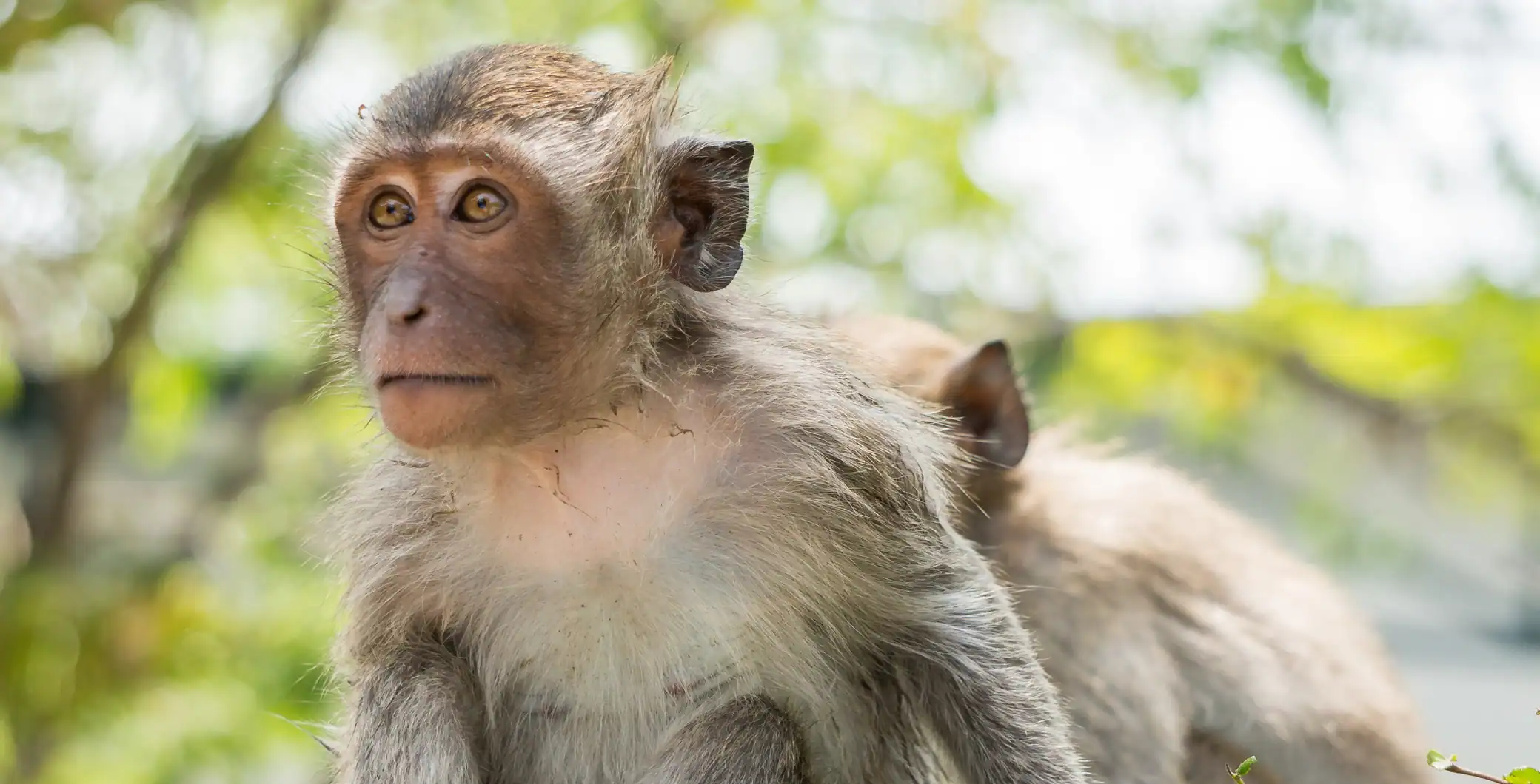 Primates are being shipped to Canada for drug testing and experts are ...