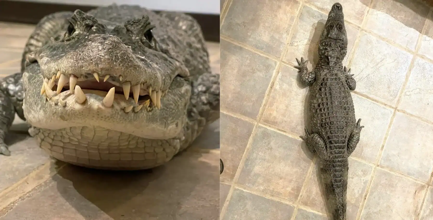 Canadians are sick of Donald Trump calling Canada a state