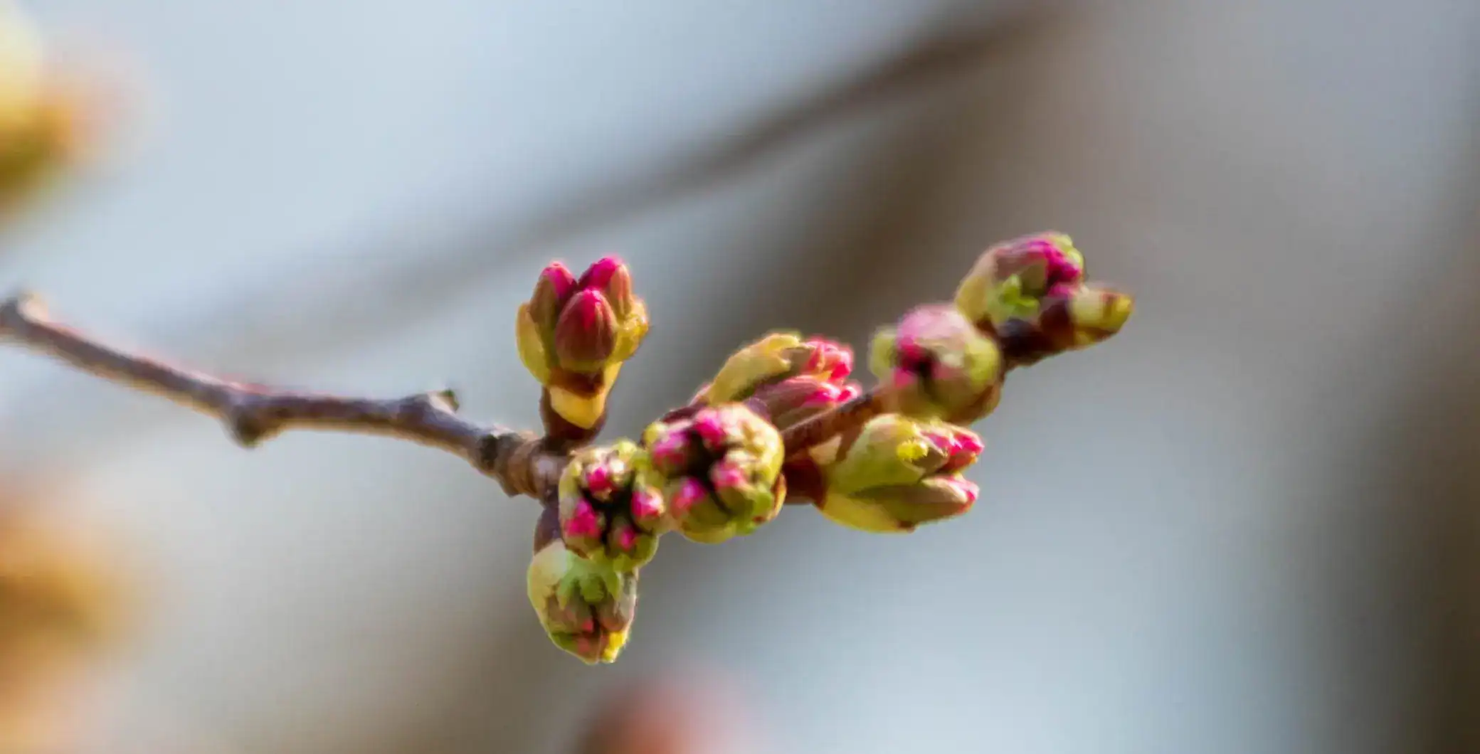 Why are trees not blooming in Ontario yet? Toronto expert explains ...